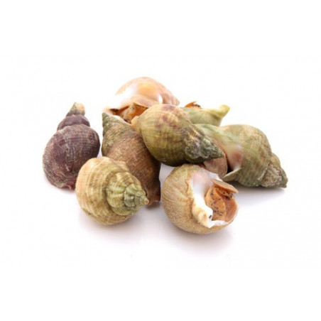 Whelks | Classic Fine Foods