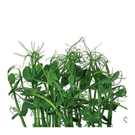 Classic Fine Foods | Affila Cress