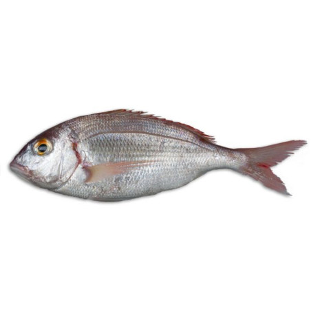 Common Pandora | Fish | Classic Fine Foods