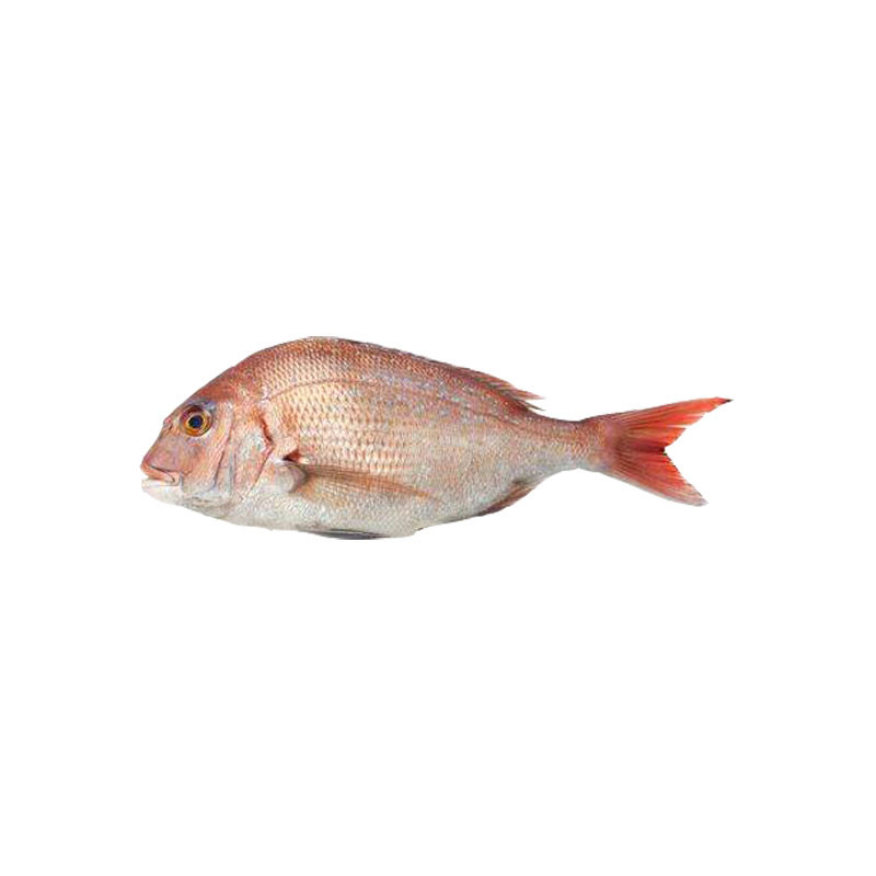 Poisson Blanc